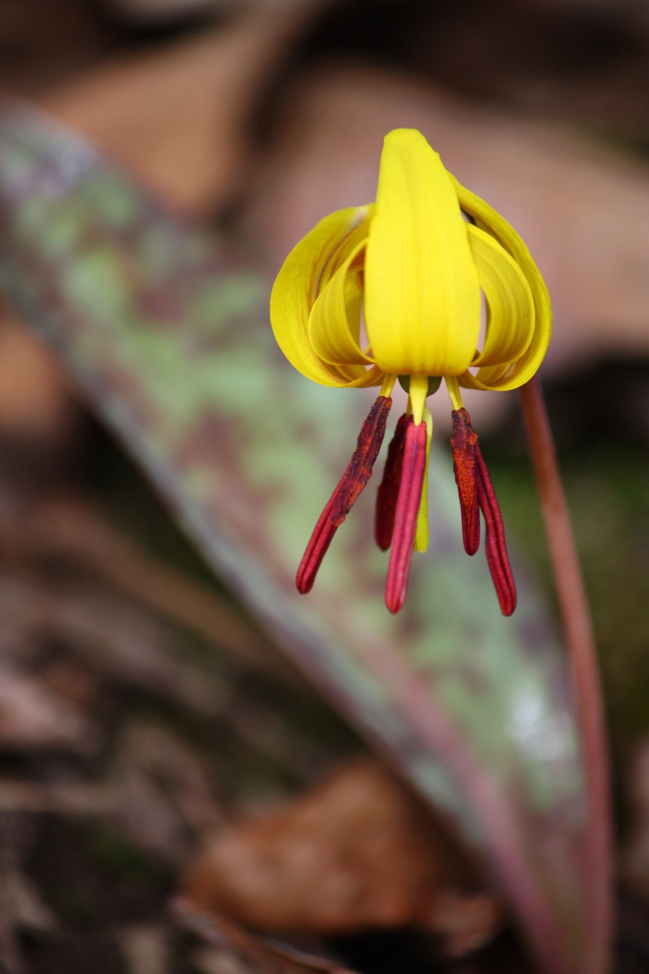 Trout Lily - A guide to growing - Simply Garden Life