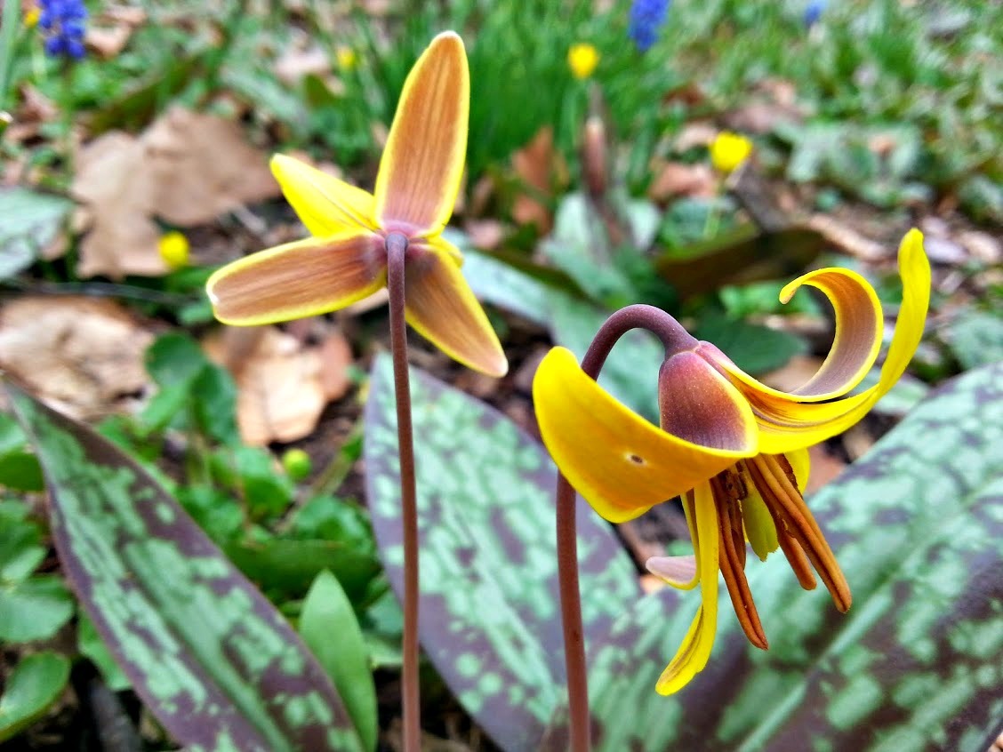 Trout Lily - A guide to growing - Simply Garden Life