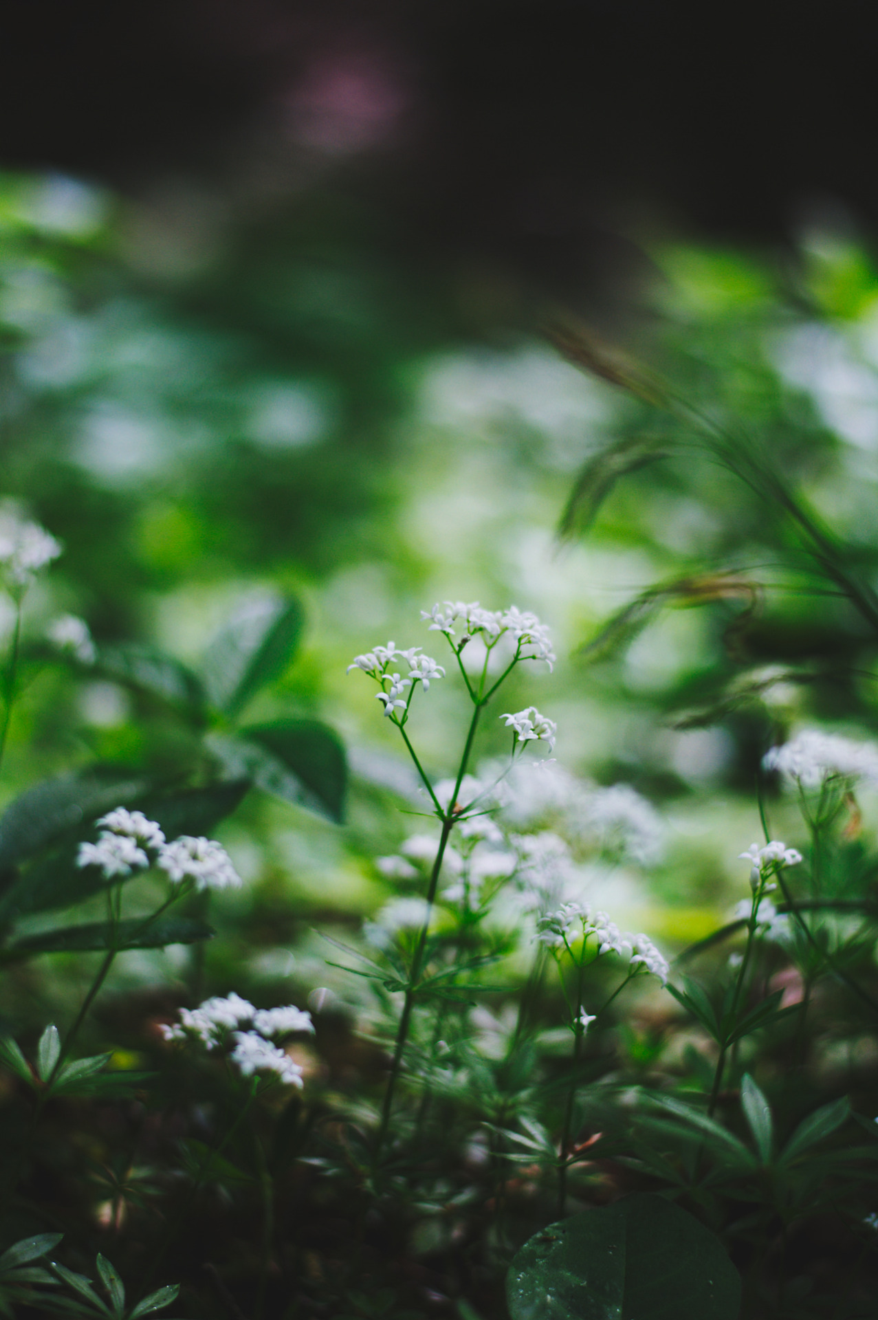 Sweet Woodruff Plants - A Growing Guide - Simply Garden Life
