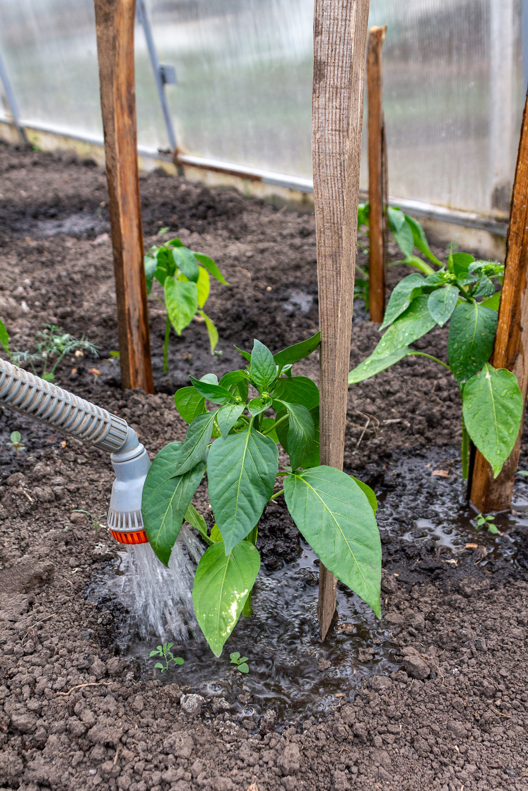 Easy Steps to Installing Rain Chains for Drainage - Simply Garden Life